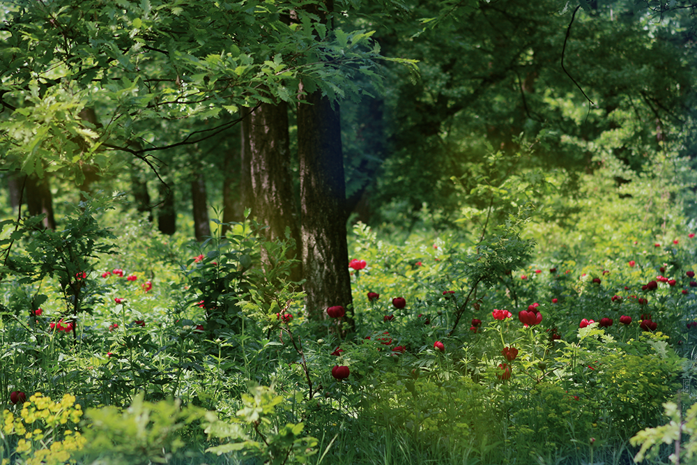 © Ciprian Paleologu