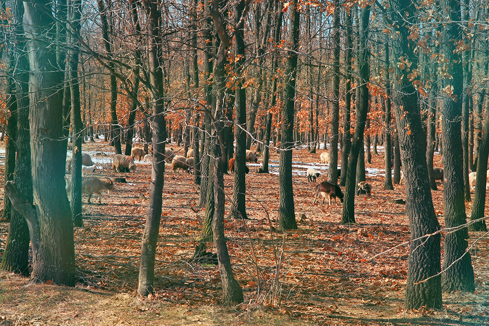 © Ciprian Paleologu